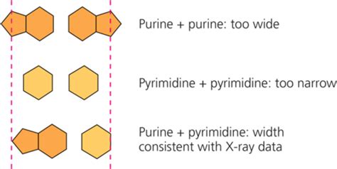 Chapter 16 The Molecular Basis Of Inheritance Flashcards Quizlet