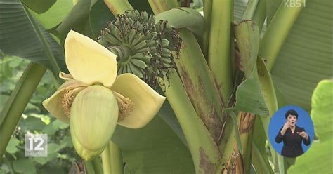 열매와 꽃이 한 자리에이상 개화 속속 발견