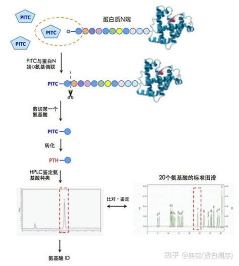 蛋白氨基酸序列检测方法综述 知乎