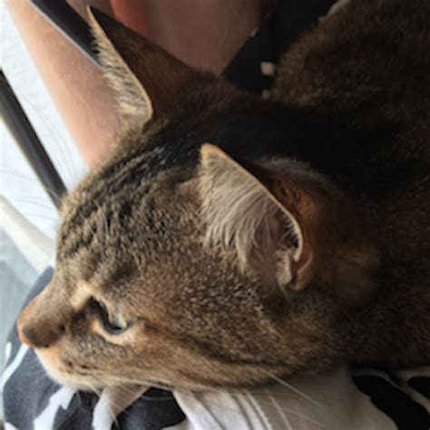 山田良 Developersio