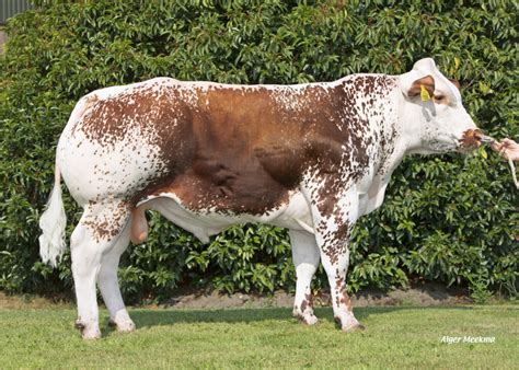 Lineback Cattle