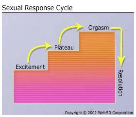 Sexual Response Cycle Learn About The Phases Of Sex