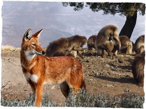 È Il Babbuino Il Miglior Amico Del Lupo Imperial Eco Watch