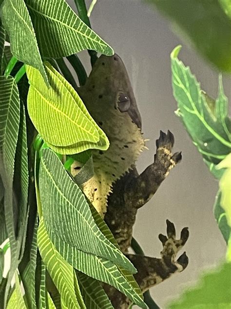 Bug Is Here R Crestedgecko