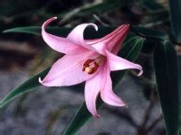九州花名山6月