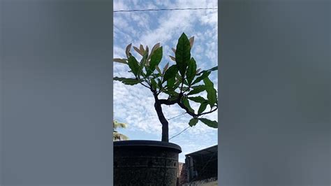 হিজল বনসাই Reel Flowers হিজল Youtube