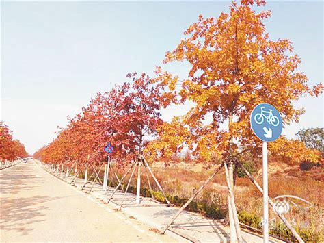 为什么行道树难成材这些问题得重视 中国花卉网