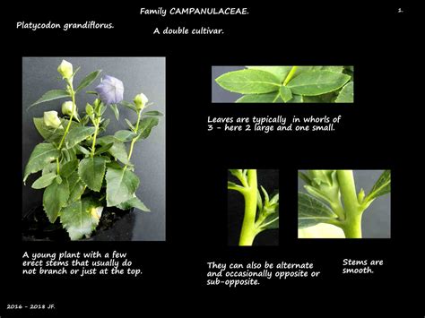 Platycodon Grandiflorus Botany Brisbane