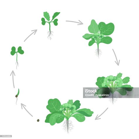 브로콜리 양배추의 둥근 작물 단계 원형 성장 브로콜리 식물 수확 성장 야채 브라시카 현 벡터 평면 그림입니다 브로콜리에 대한