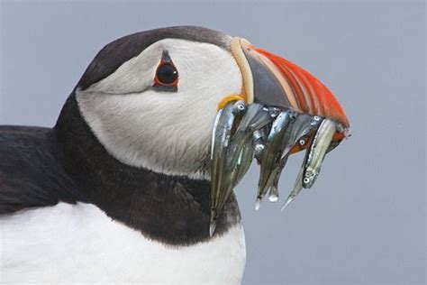 억울하게 생긴 새 甲 유머 재미 감동 네모판