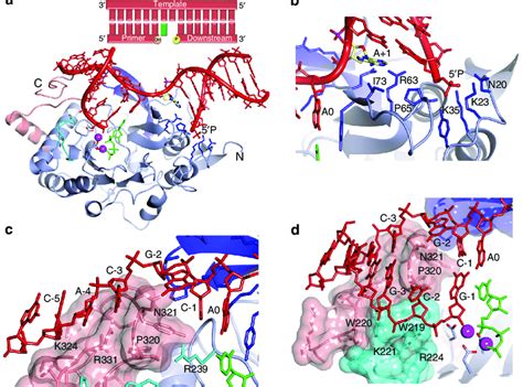 Crystal Structure Of A Ternary Prim Polc Dna Ntp Complex A Schematic Download Scientific Crystal Structure Of A Ternary Prim Polc Dna Ntp Complex A Schematic Download Scientific