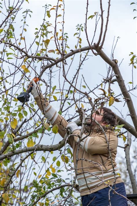 Male Gardener Prune Fruit Tree Using Battery Powered Pruning Shears Secateurs Pruning Electric