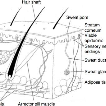 PDF Skin Deep The Basics Of Human Skin Structure And Drug Penetration