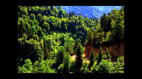 ტყე შეუნახე შვილებსა Mp4 2 ვარიანტი Youtube