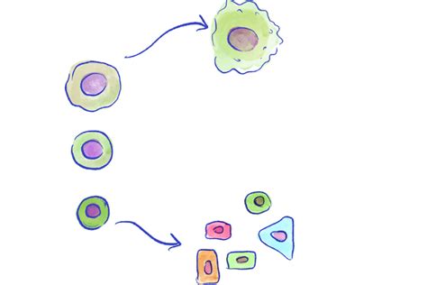 Isscr Digital Webinar “stem Cell Size And Shape Emerging Links To Stem Cell Function” Stem