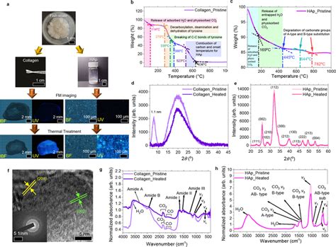 Characterization Of Pristine And Heated Collagen And Hap Extracts A Download Scientific Diagram