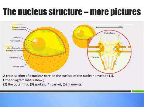 The Structure Of Nucleus Hasanatestemur Pptx
