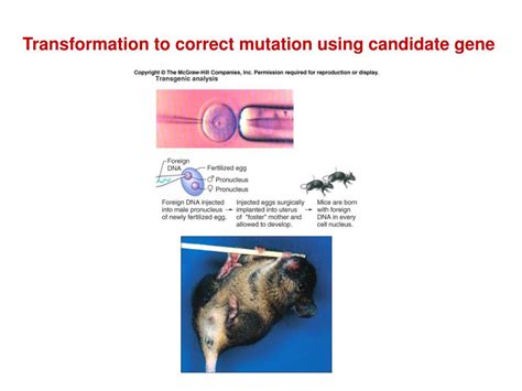 Ppt Mapping And Cloning Human Genes Powerpoint Presentation Free Download Id1783270