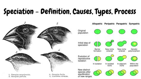 Concept Of Species Definition Types Importance Modes Of Speciation Biology Notes Online