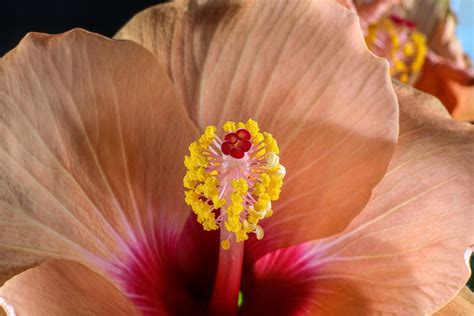 히비스커스 꽃 식물 Pixabay의 무료 사진