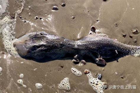 女子海滩散步遇奇怪生物，极其罕见，无人能说出它的名字 知乎