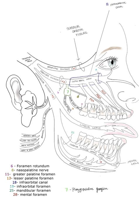Trigeminal Nerve Diagram One Diagram Quizlet