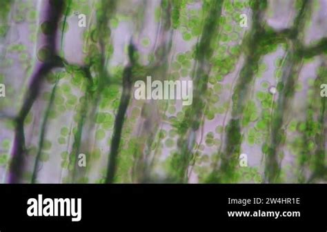Cell Structure Hydrilla View Of The Leaf Surface Showing Plant Cells Under The Microscope For