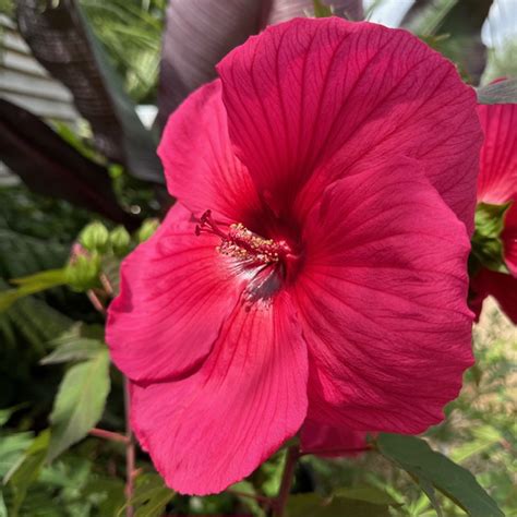 Hibiscus Moscheutos Planet Griotte Big Plant Nursery