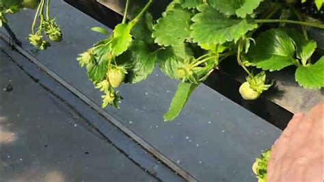 경남거창가조사병1 221227화 설향딸기잿빛곰팡이병 점적관주 딸기꽃곰팡이 딸기탄저병 딸기흰가루 딸기생장촉진