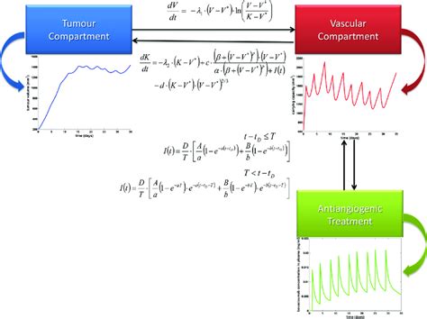 Information Flow Inside The Vascular Tumour Growth Under Antiangiogenic Download Scientific