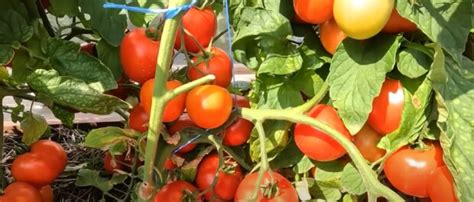 Як правильно пасинкувати помідори для найкращого врожаю Читайте на Ukr Net