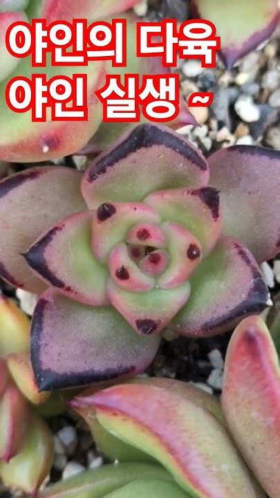 행복한 목요일 오후 되세요 ~ 이찬원 파종이 실생 다육 다유기 다육이 다육식물 반려식물 다육판매 다육이판매