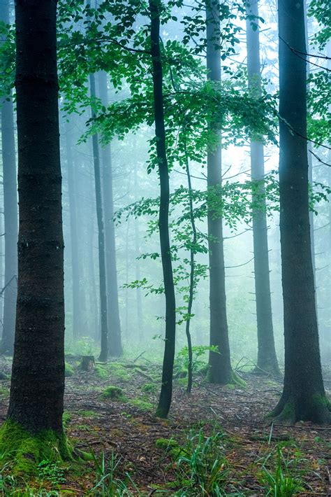 Mysterious Forest On Behance