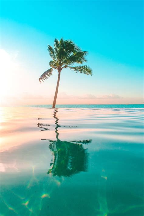 Tropical Palm Tree Wallpapers 4k Hd Backgrounds On Wallpaperbat