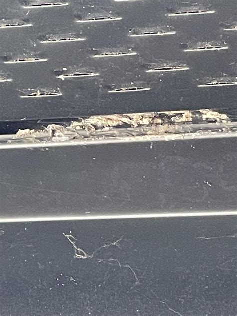 Strange Looking Bug Nest R Whatsthisbug