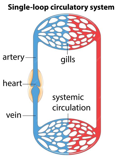Premium Vector Medical Education Infographic Single Loop Circulatory System