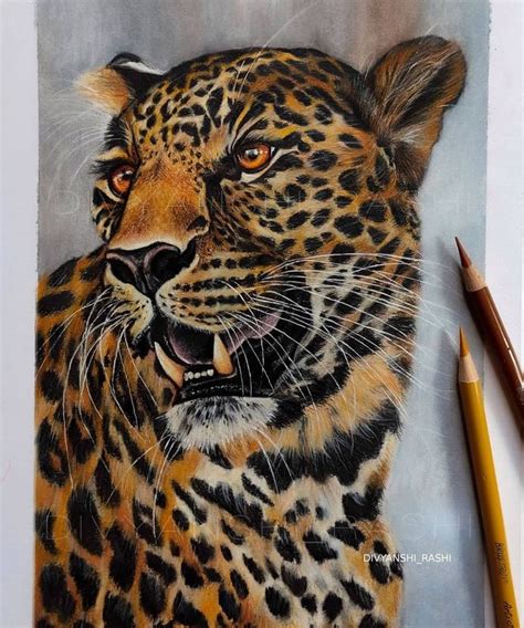 Realistic Leopard Drawing Cats Art Drawing Leopard Drawing Pencil Colour Painting