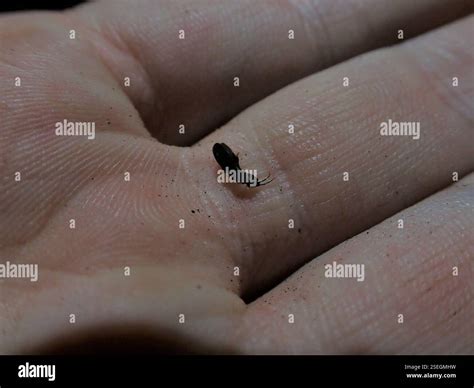 Assassin Bugs Reduviidae Insecta Wongabel Qld 4883 Australia Stock