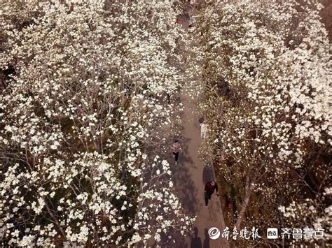 航拍济南百花公园的玉兰大道温暖春风吹开千万朵花 齐鲁 搜索 周青