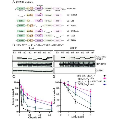 Ccar2 Is An Effector Of Shieldin Via Its S1 Domain A Schematic