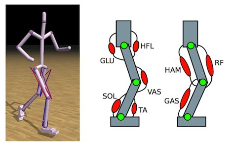 Optimizing Locomotion Controllers Using Biologically Based Actuators And Objectives Vladlen Koltun