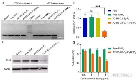 苏州大学殷黎晨am：超支化聚（β 氨基酯）作为细胞溶质蛋白递送的通用平台 知乎