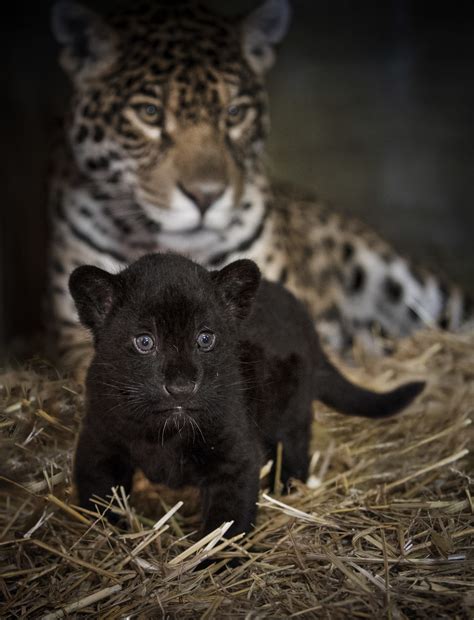 Black Jaguar Hunting
