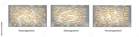 Physics Illustration Of Paramagnetism Diamagnetism And Ferromagnetism Types Of Magnetism
