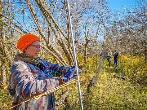 Bird Banding In An Urban Forest At New Orleans The Heart Of Louisiana Bird Banding In An Urban Forest At New Orleans The Heart Of Louisiana