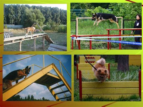 Общий курс дрессировки презентация онлайн