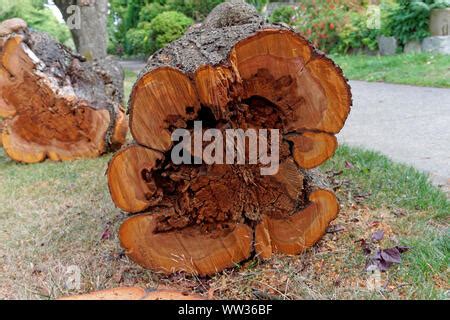 Fungal Disease On A Tree Trunk On Bark Stock Photo Alamy