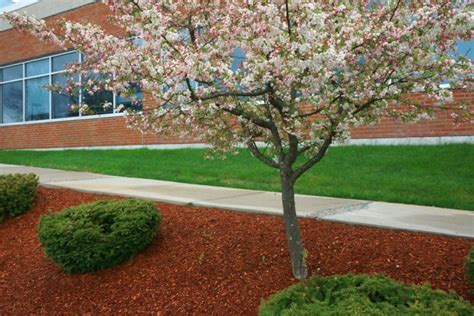 How To Mulch Around Trees Hawkins Landscape Supply