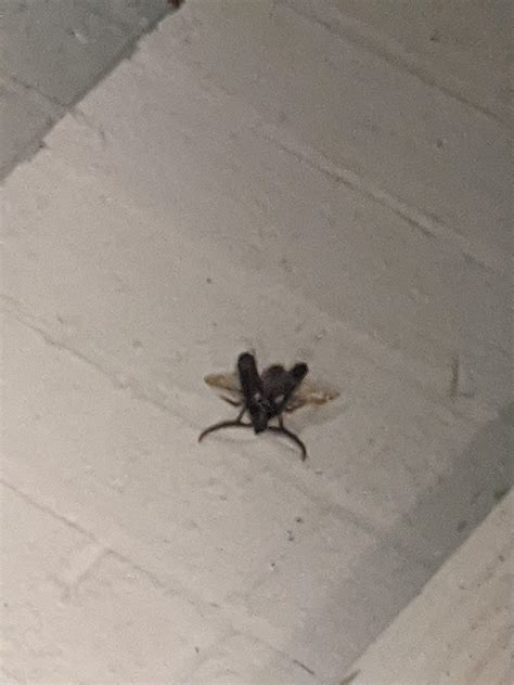 Looks Like A Cockroach With Pincers Rwhatsthisbug