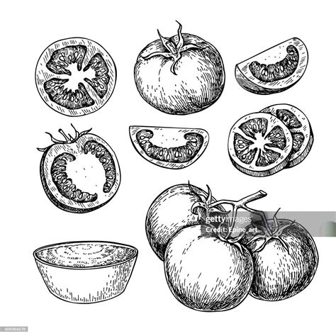 Tomato Vector Drawing Set Isolated Tomato Sliced Piece And Tom High Res